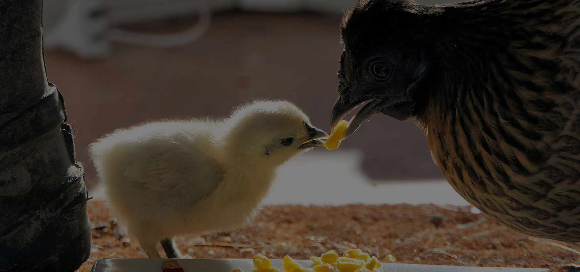 Lotus for Poultry & Dairy Products – Just another WordPress site