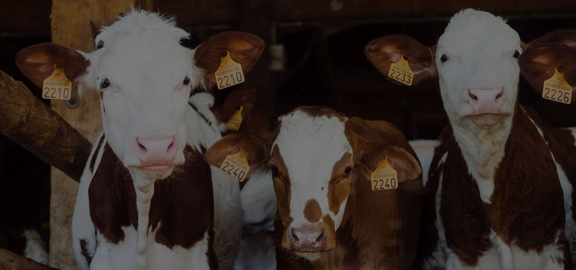 Lotus for Poultry & Dairy Products – Just another WordPress site