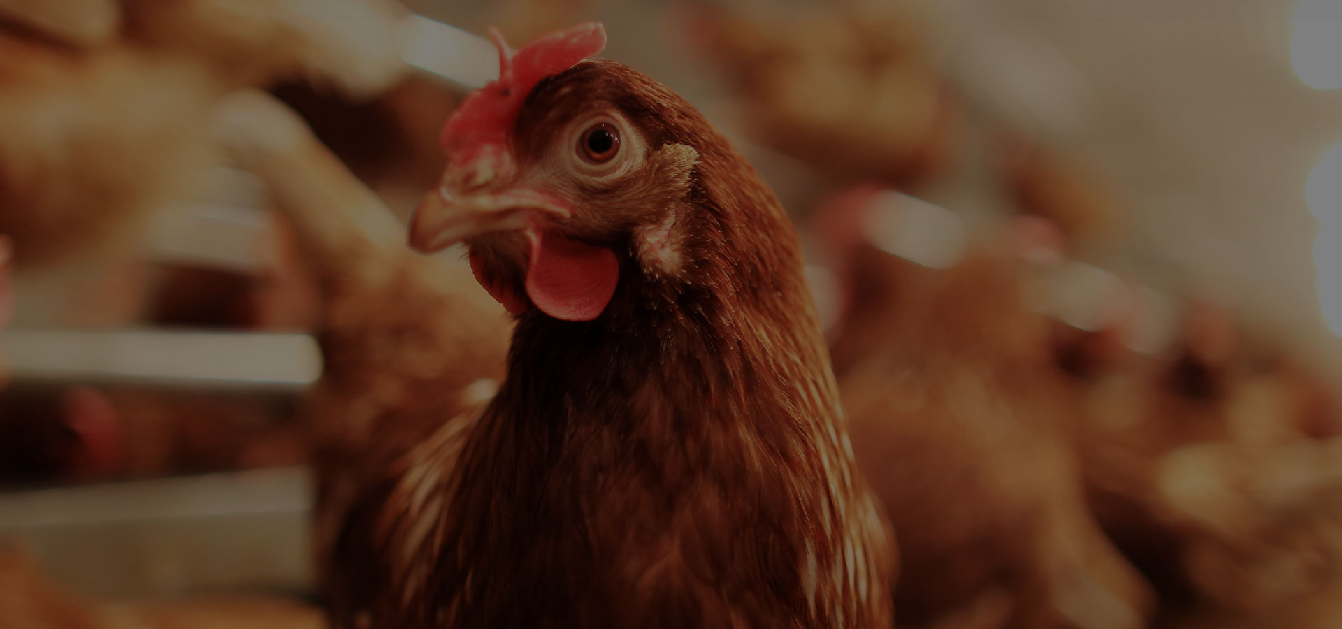 Lotus for Poultry & Dairy Products – Just another WordPress site